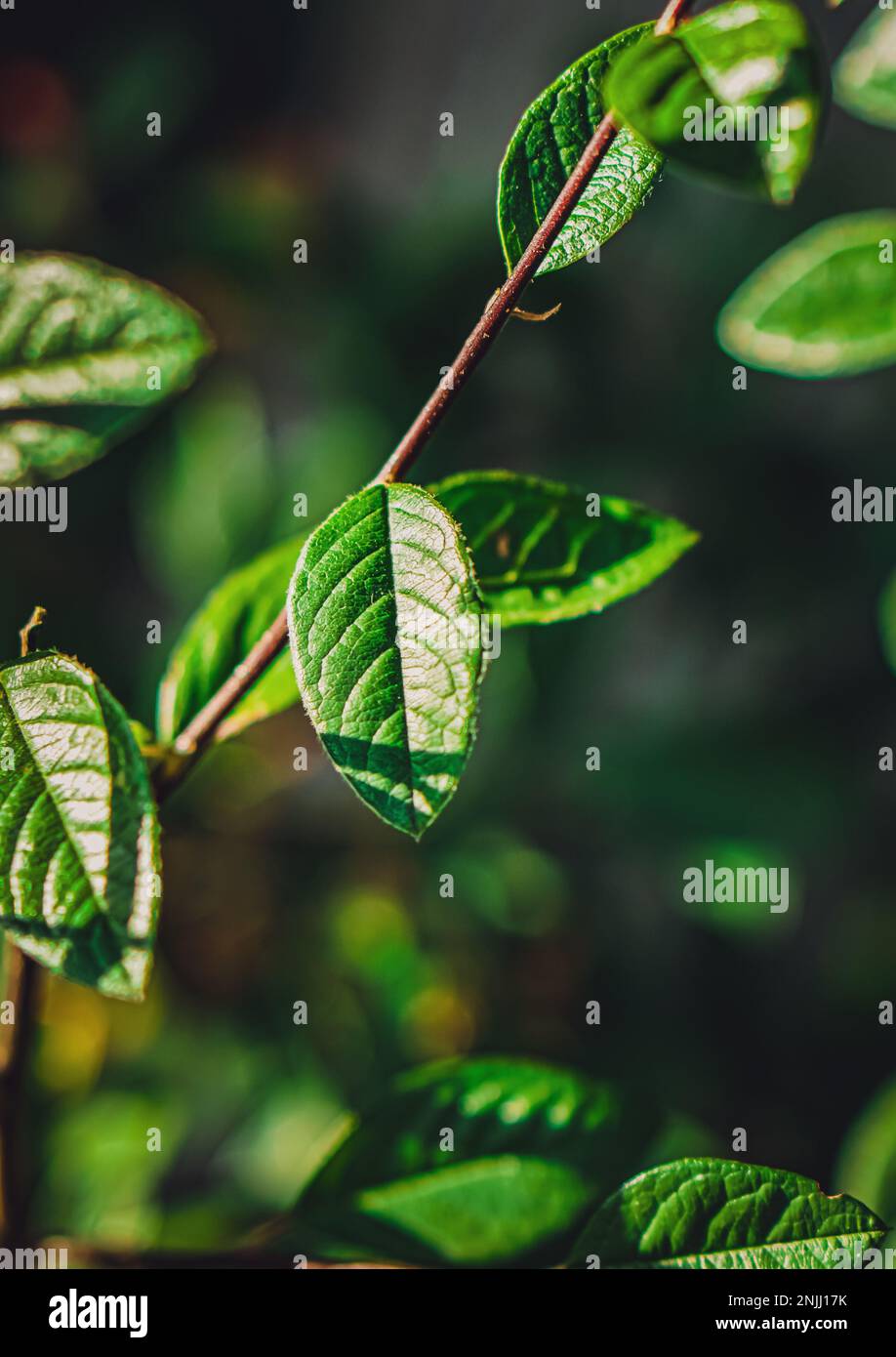 natural plants around us when macro photography Stock Photo - Alamy