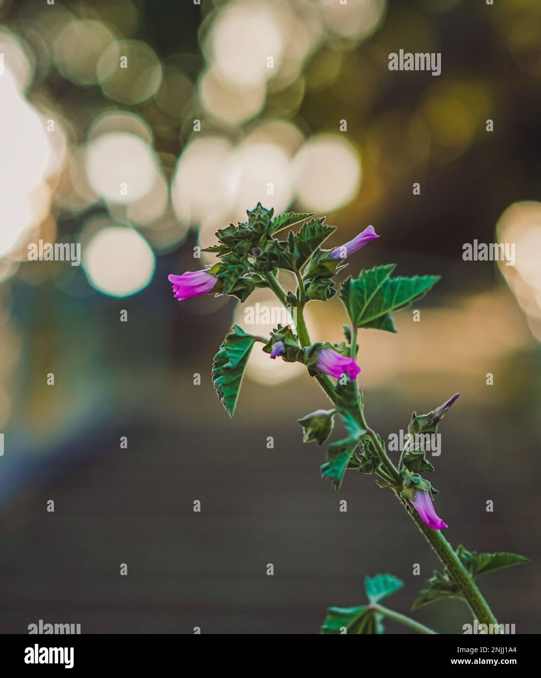 natural plants around us when macro photography Stock Photo - Alamy