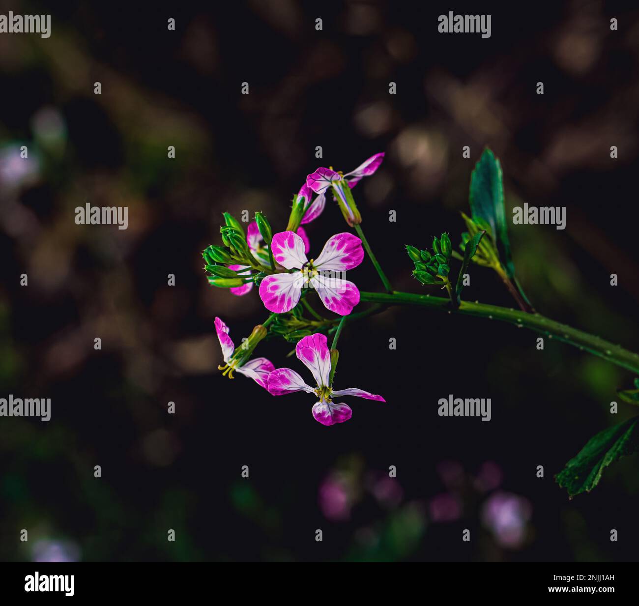 natural plants around us when macro photography Stock Photo - Alamy