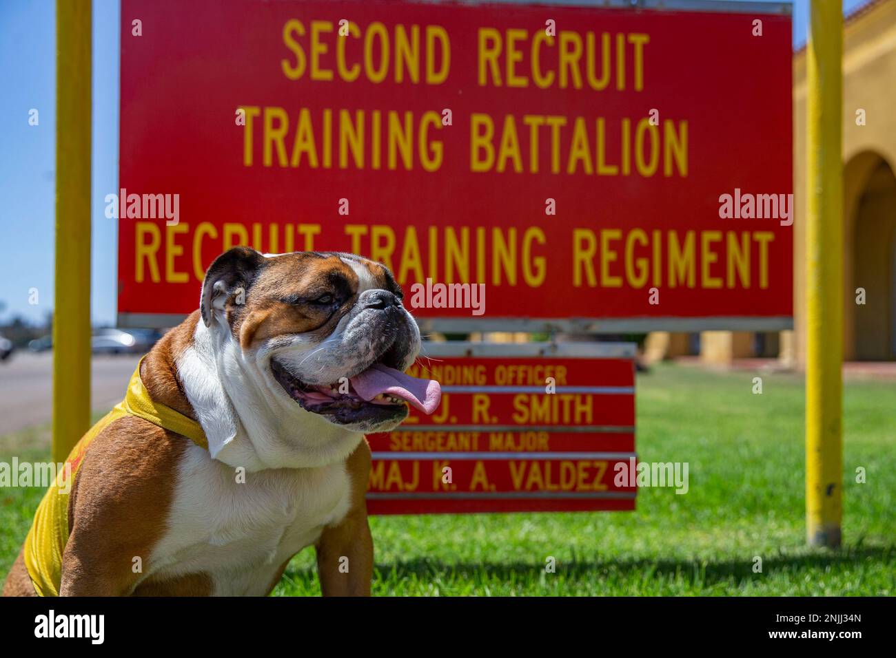 U.S. Marine Corps Cpl. Manny, the mascot for Marine Corps Recruit Depot ...