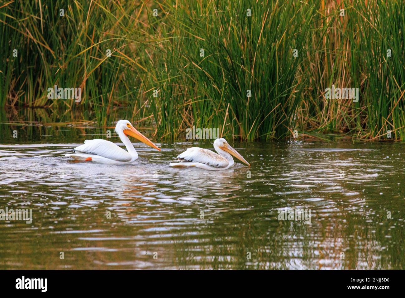 Pelicans in the Gila River at Gillespie Dam Stock Photo - Alamy