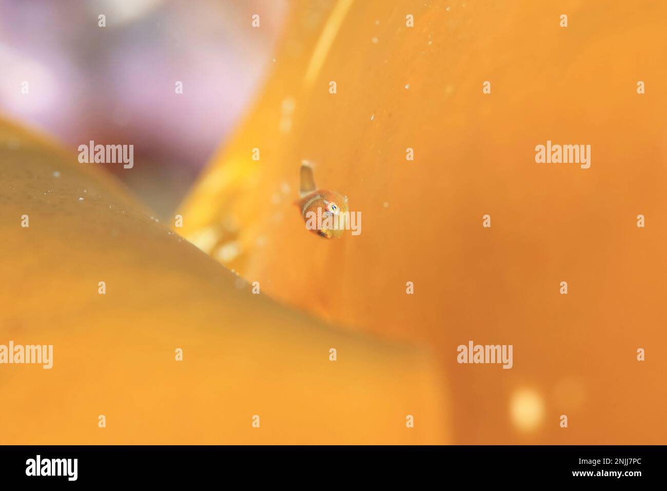 A photo shows Cyclopteridae (lumpsuckers / lumpfish / Scorpaeniformes ...