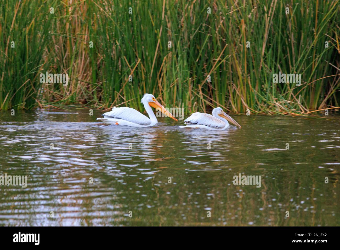 Pelicans in the Gila River at Gillespie Dam Stock Photo - Alamy