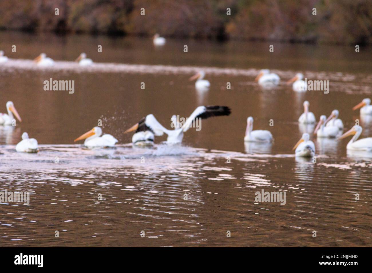 Pelicans in the Gila River at Gillespie Dam Stock Photo - Alamy