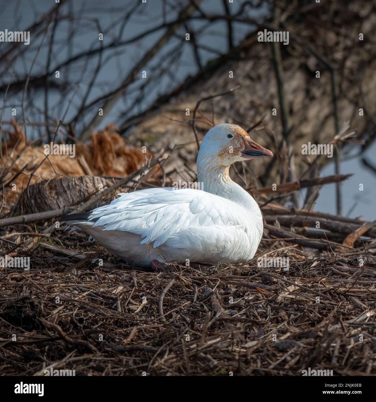 Middle Creek Reservoir migration Stock Photo - Alamy