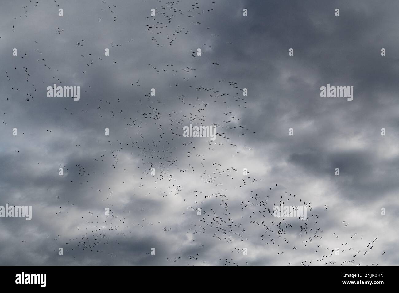 Middle Creek Reservoir migration Stock Photo - Alamy