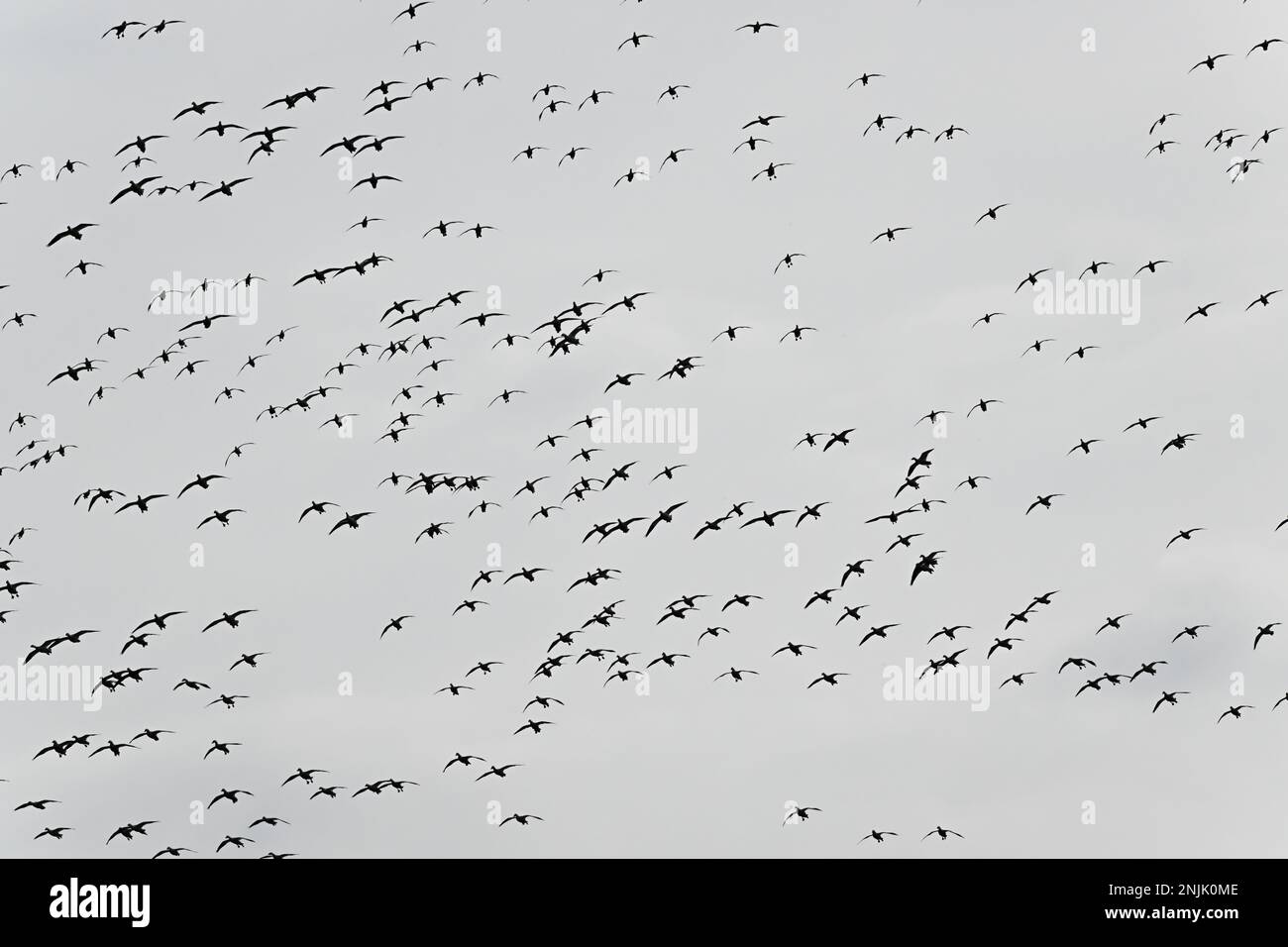 Middle Creek Reservoir migration Stock Photo - Alamy