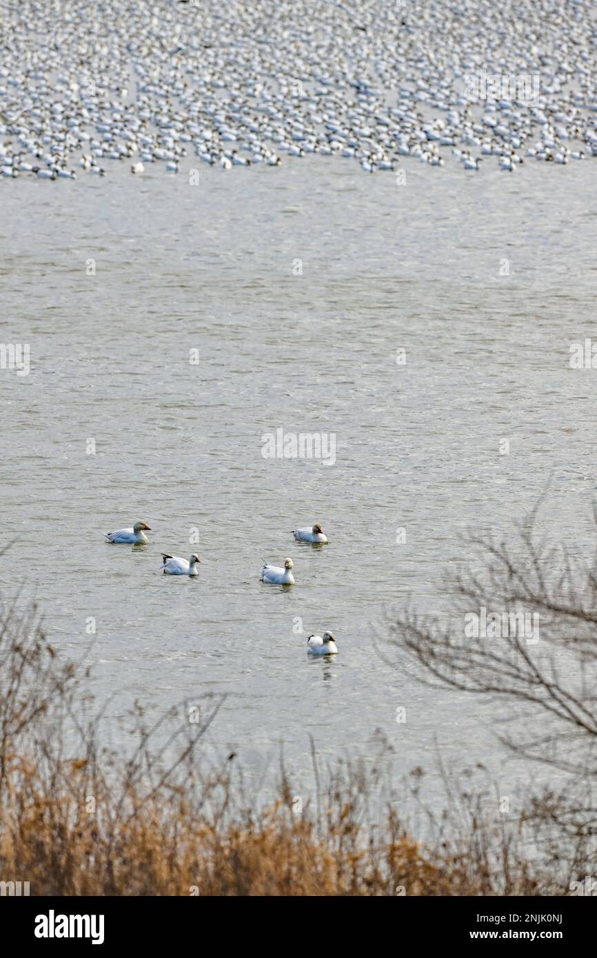 Middle Creek Reservoir migration Stock Photo - Alamy