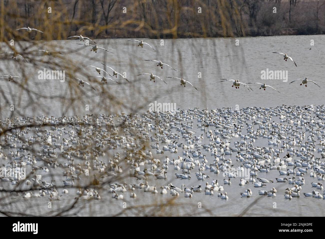 Middle Creek Reservoir migration Stock Photo - Alamy