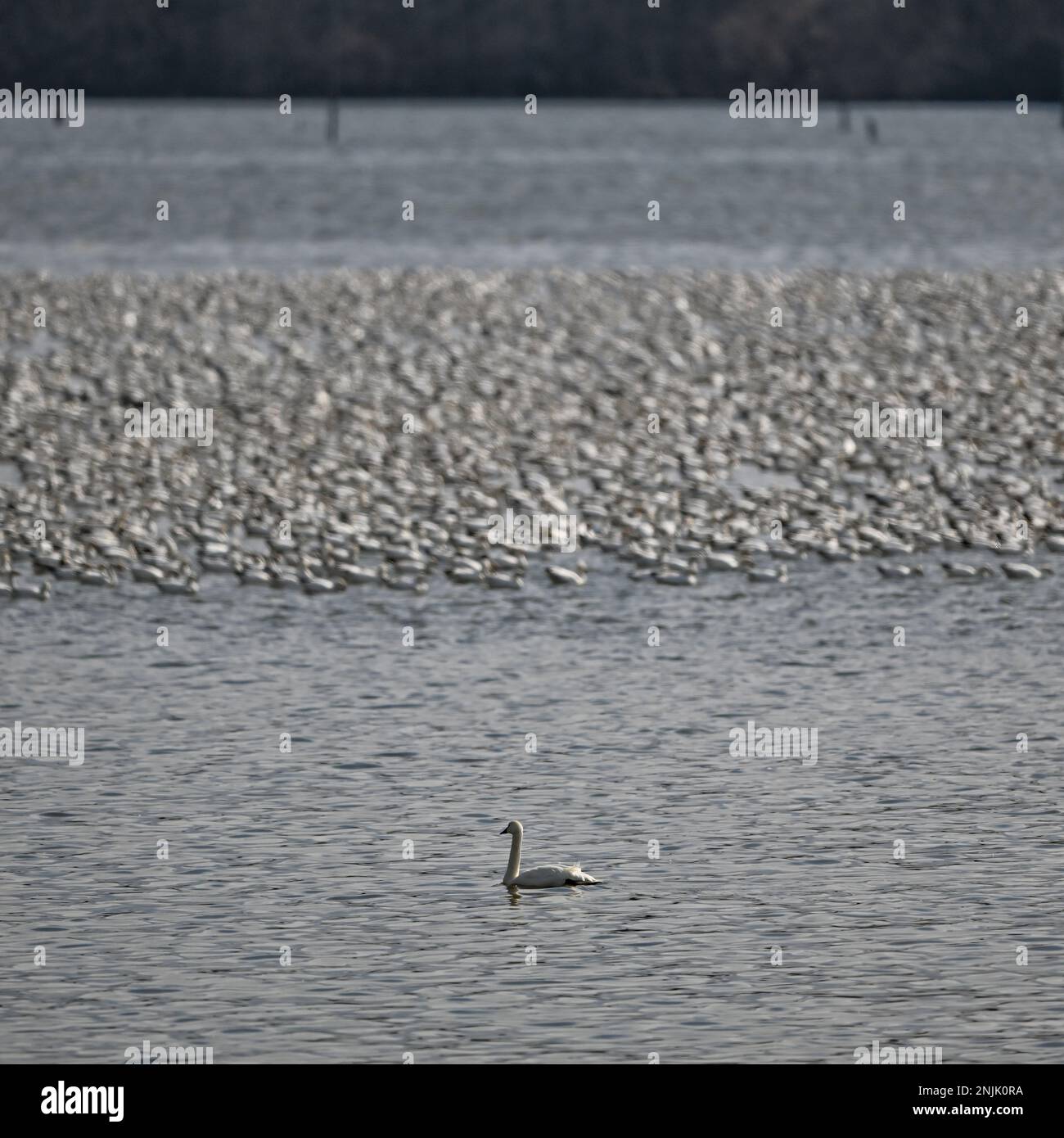 Middle Creek Reservoir migration Stock Photo - Alamy