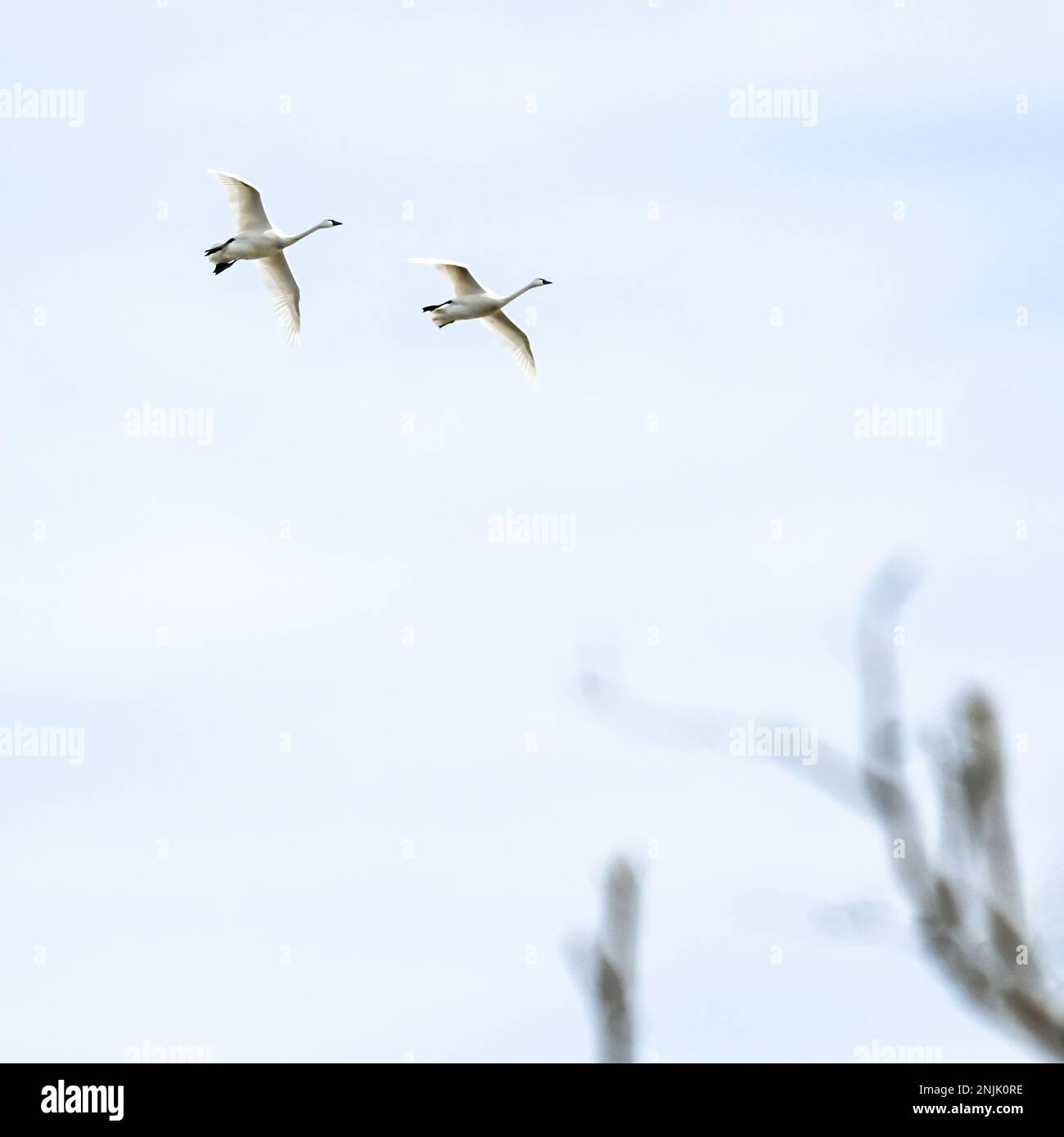 Tundra swans migrating north - Cygnus columbianus migration at Middle ...