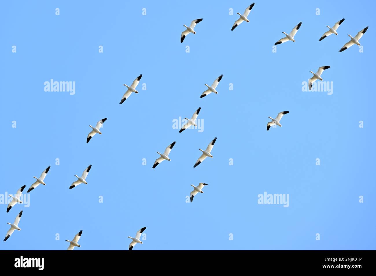 Waterfoul migration hi-res stock photography and images - Alamy