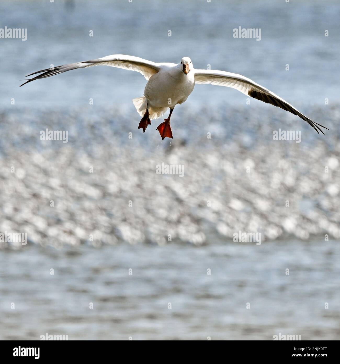 Middle Creek Reservoir migration Stock Photo - Alamy