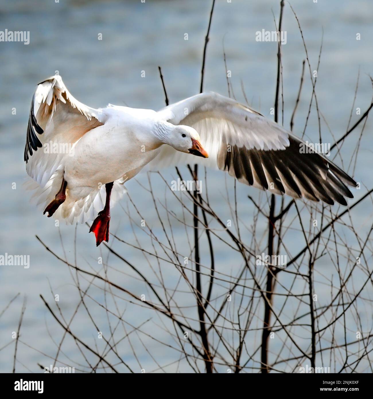 Waterfoul migration hi-res stock photography and images - Alamy