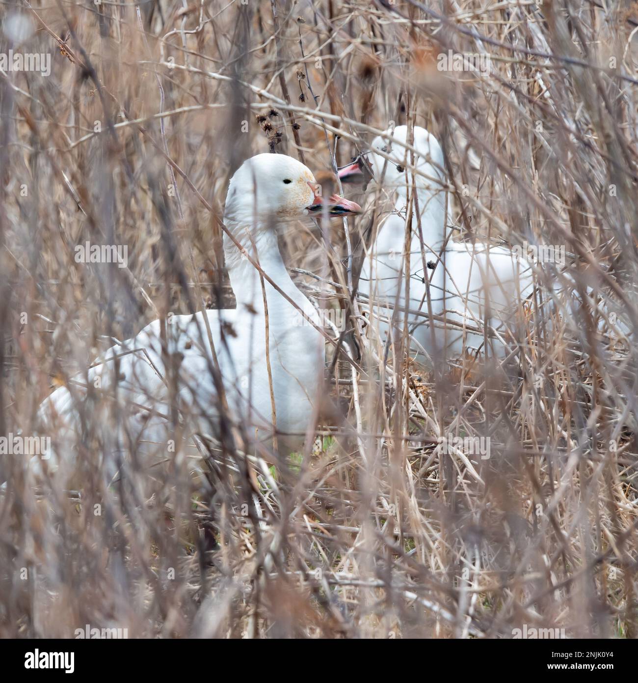 Middle Creek Reservoir migration Stock Photo - Alamy