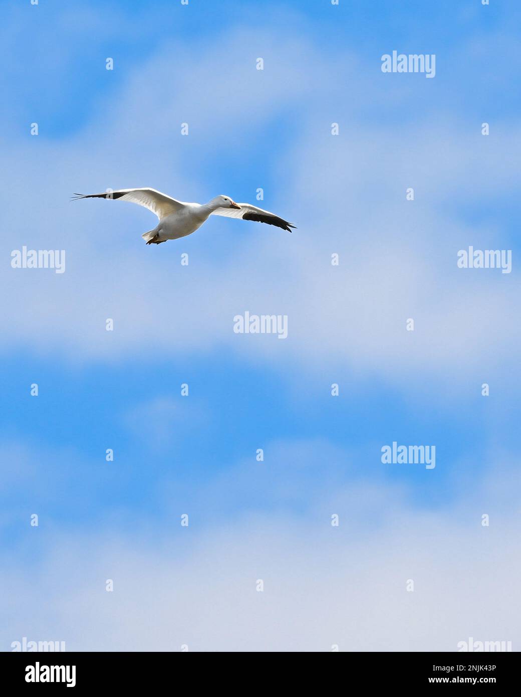 Middle Creek Reservoir migration Stock Photo - Alamy