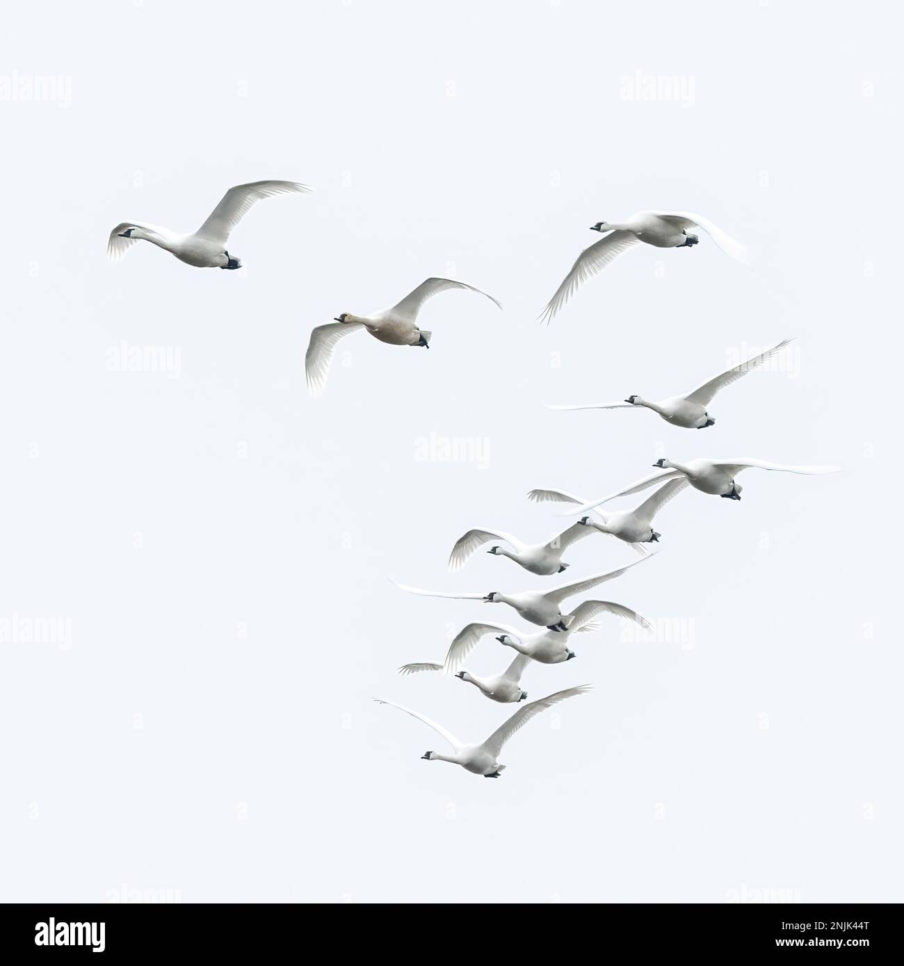 Tundra swans migrating north - Cygnus columbianus migration at Middle ...