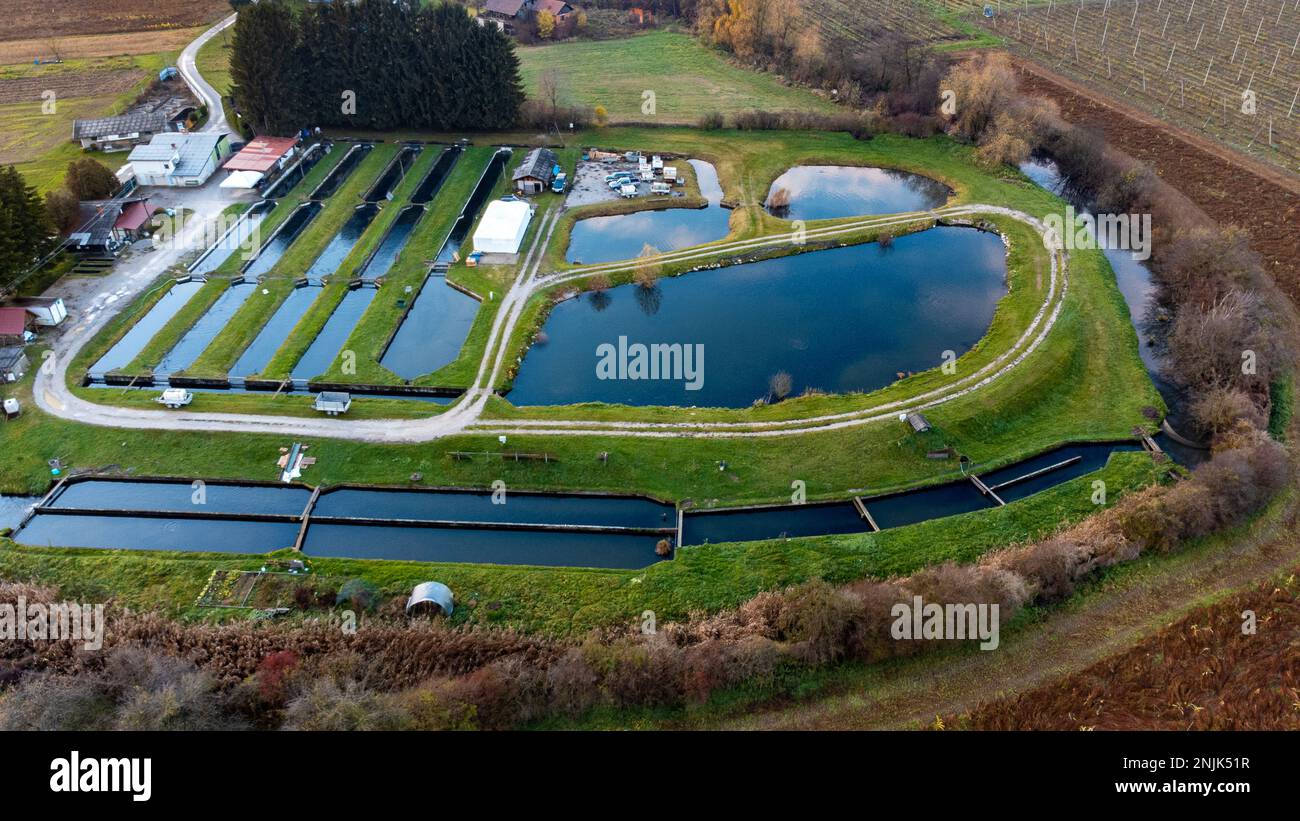 Aquaculture ponds used for farming freshwater fish. Drone shot Stock ...