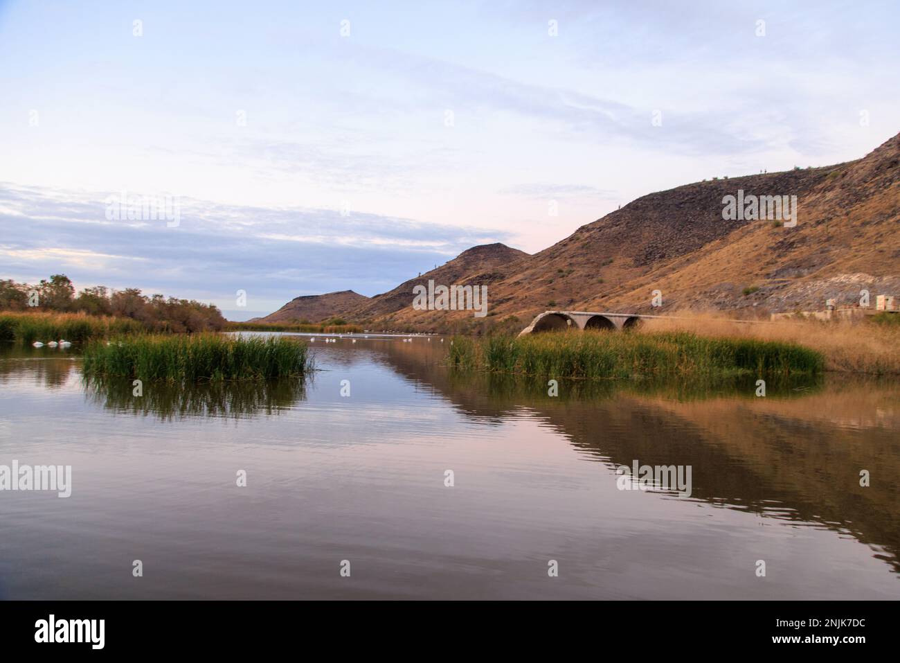 Pelicans in the Gila River at Gillespie Dam Stock Photo - Alamy
