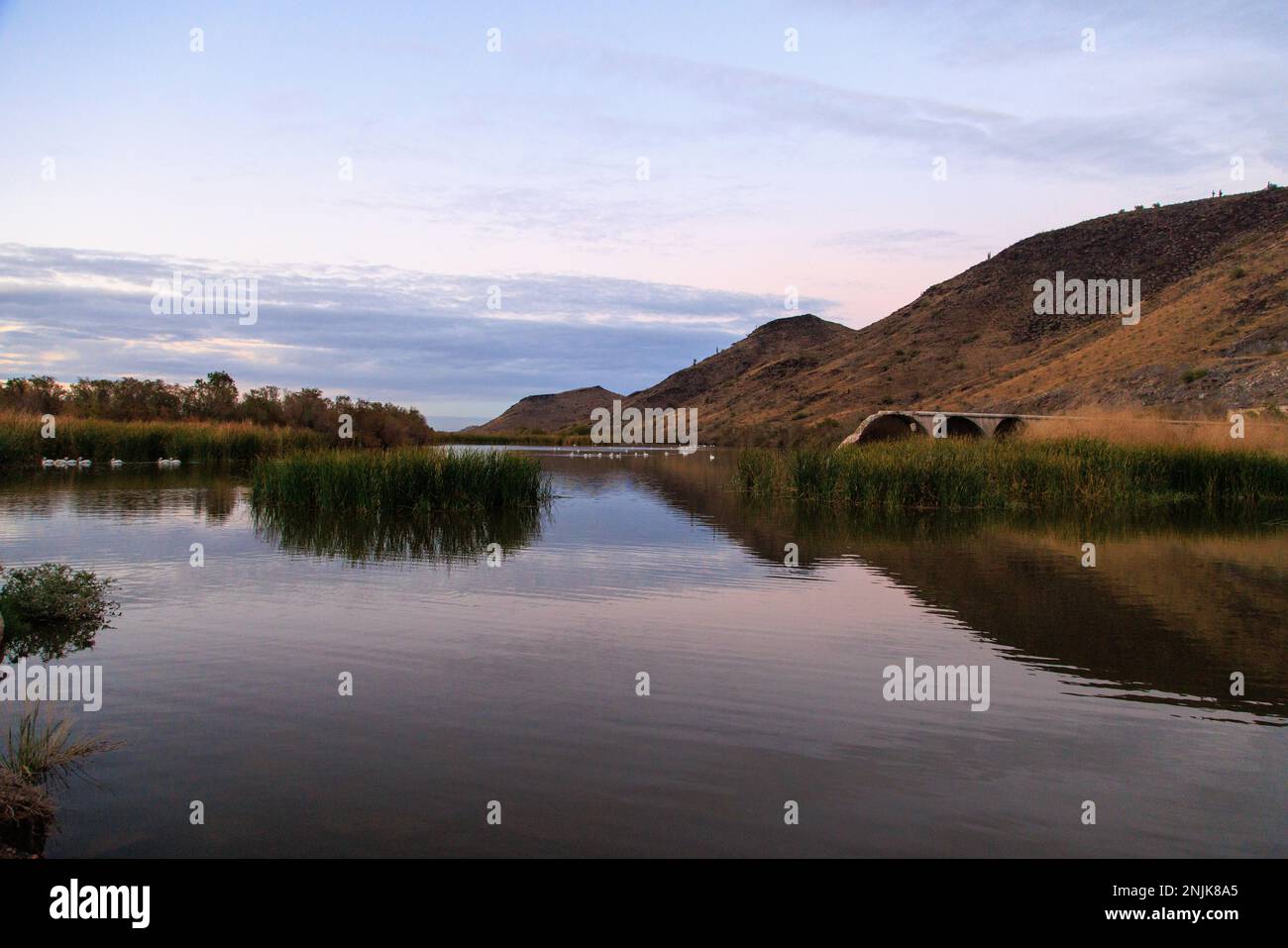 Pelicans in the Gila River at Gillespie Dam Stock Photo - Alamy
