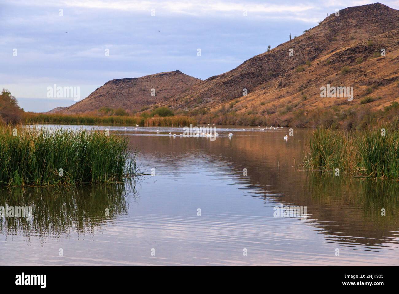 Pelicans in the Gila River at Gillespie Dam Stock Photo - Alamy
