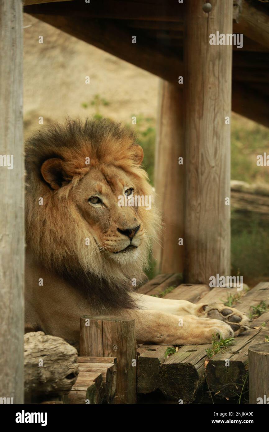Lion at the zoo Stock Photo - Alamy