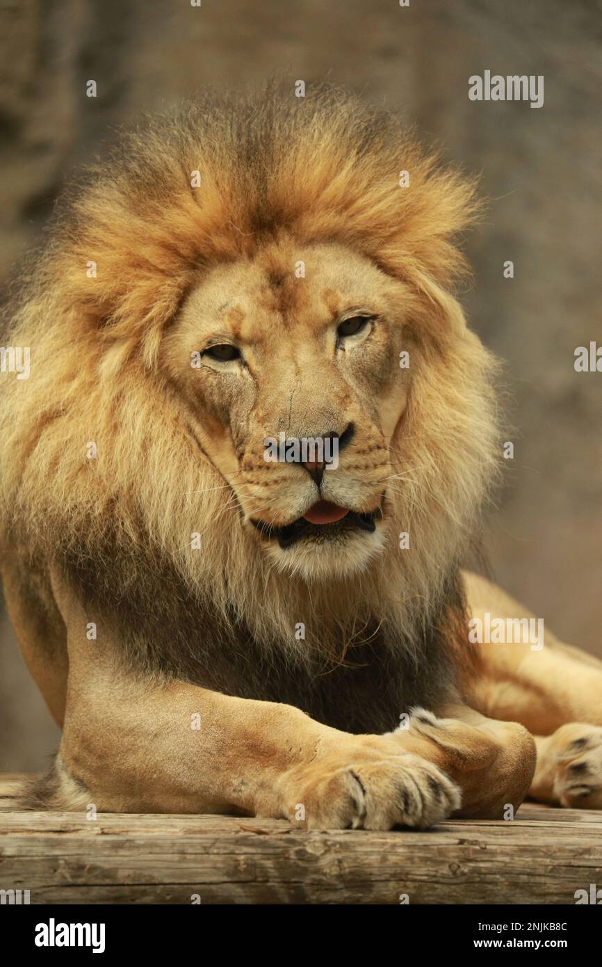 Lion at the zoo Stock Photo - Alamy