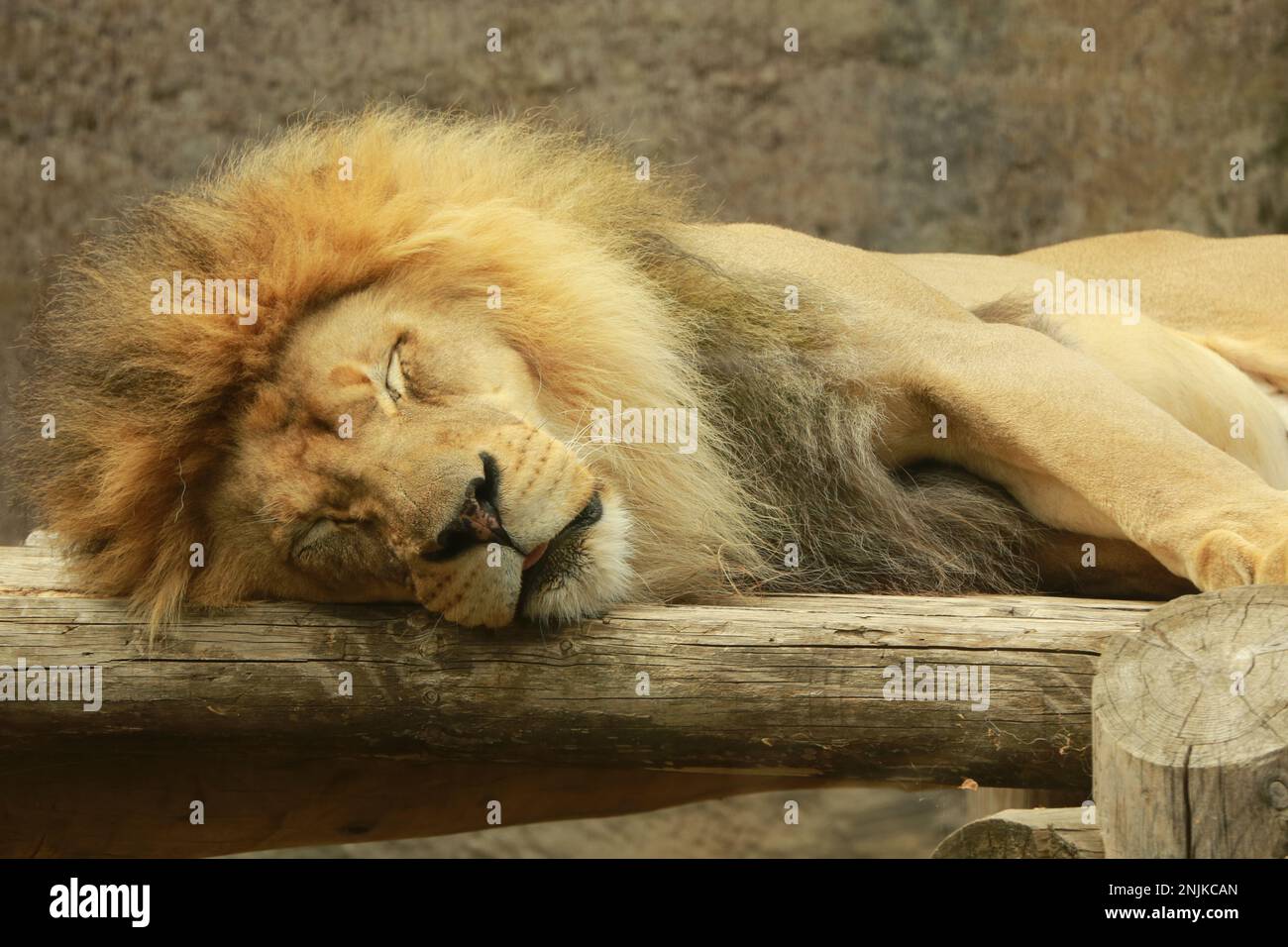Lounging lion hi-res stock photography and images - Alamy