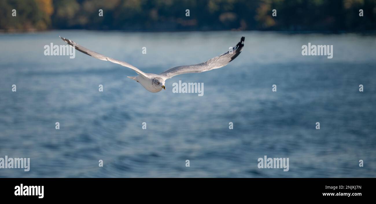 Ring-billed Gull flying with wings wide open on Saint Lawrence river ...