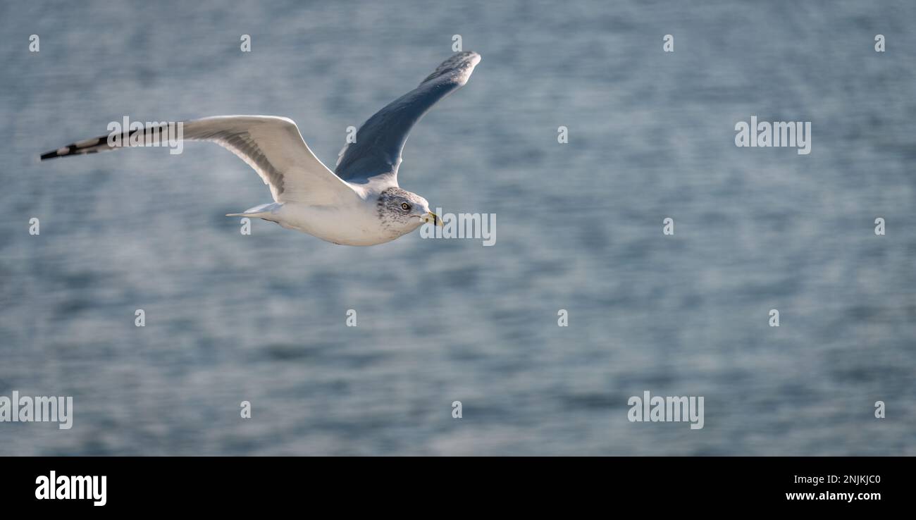 Ring-billed Gull flying with wings wide open on Saint Lawrence river ...