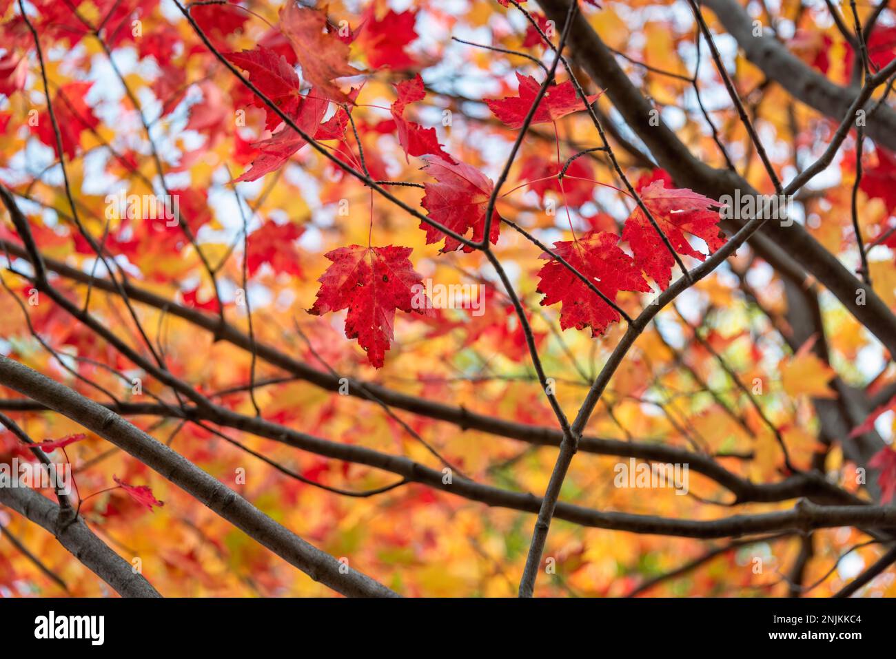 Autumn orange and red maple leaves at Mont Tremblant, Quebec, Canada ...