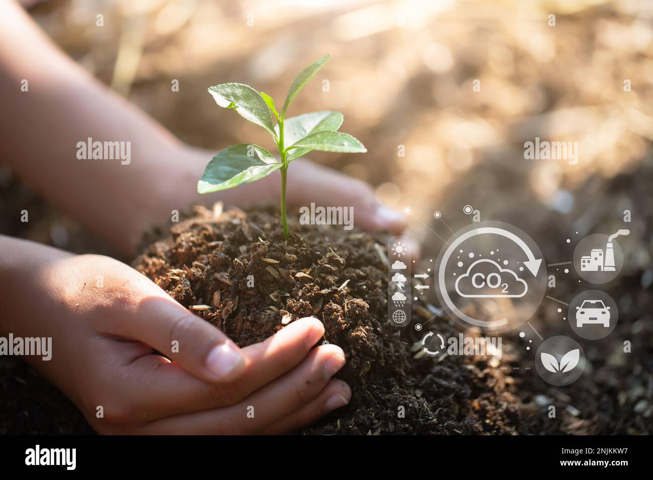 Hand holding seedlings with environment icons over the Network ...