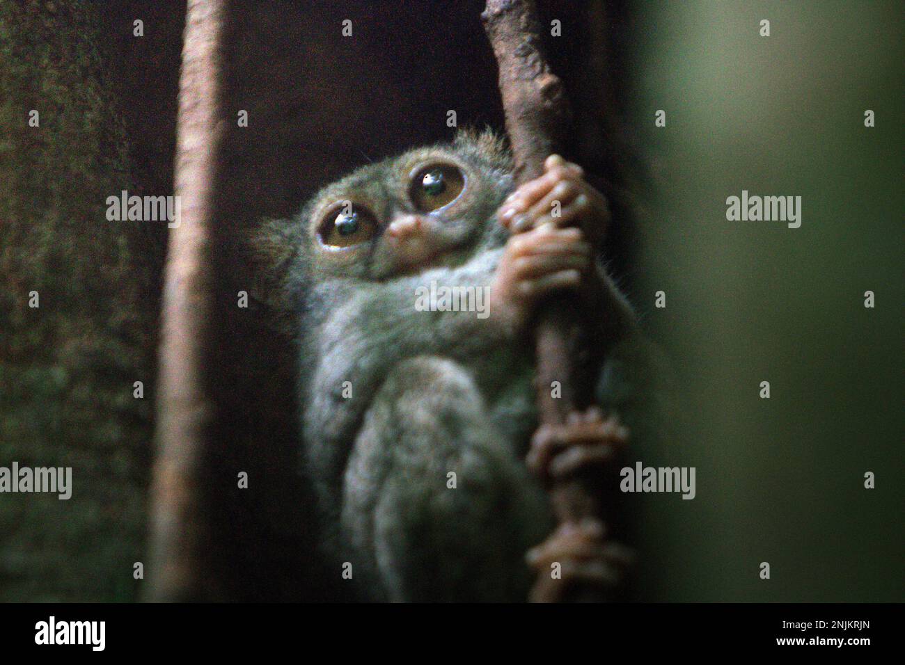 Gursky’s spectral tarsier hi-res stock photography and images - Alamy