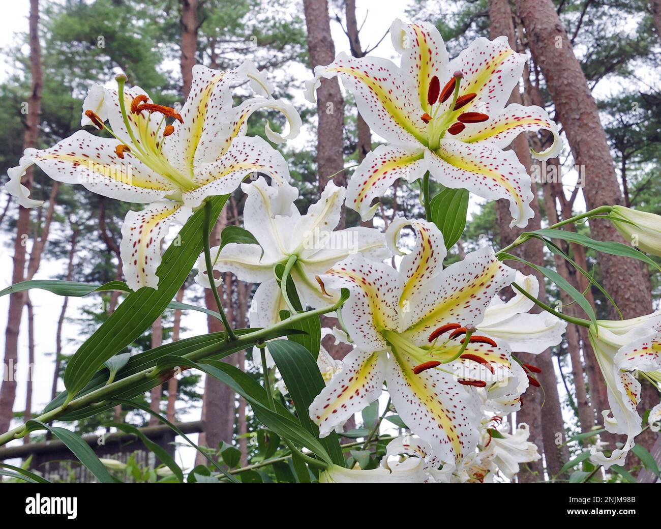 Yamayuri, golden‐banded lilies, are in full bloom at Showa Manyo-no ...