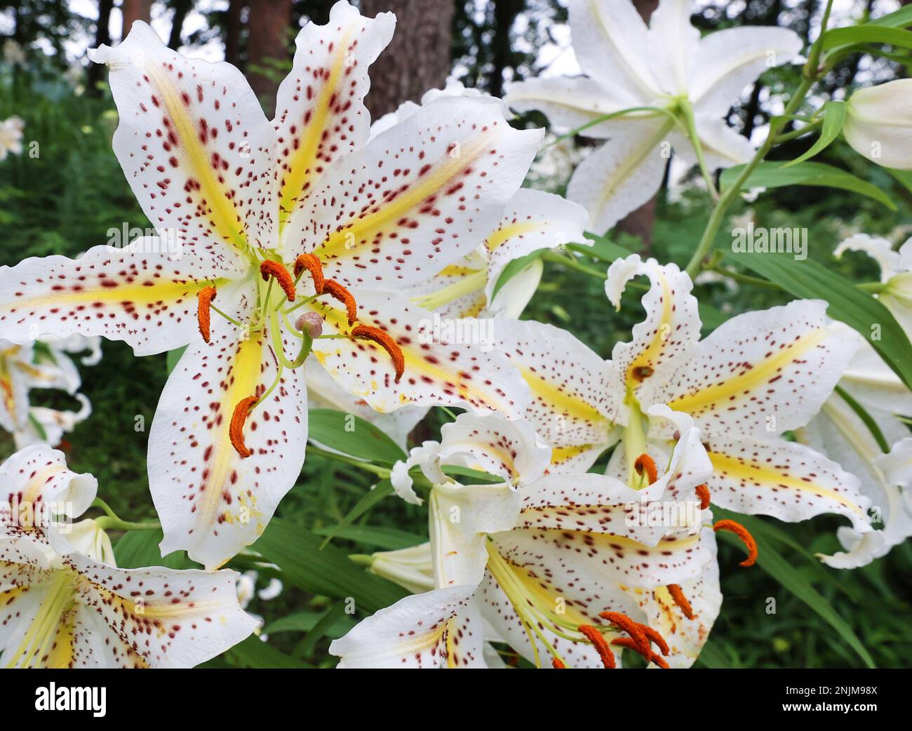 Yamayuri, golden‐banded lilies, are in full bloom at Showa Manyo-no ...