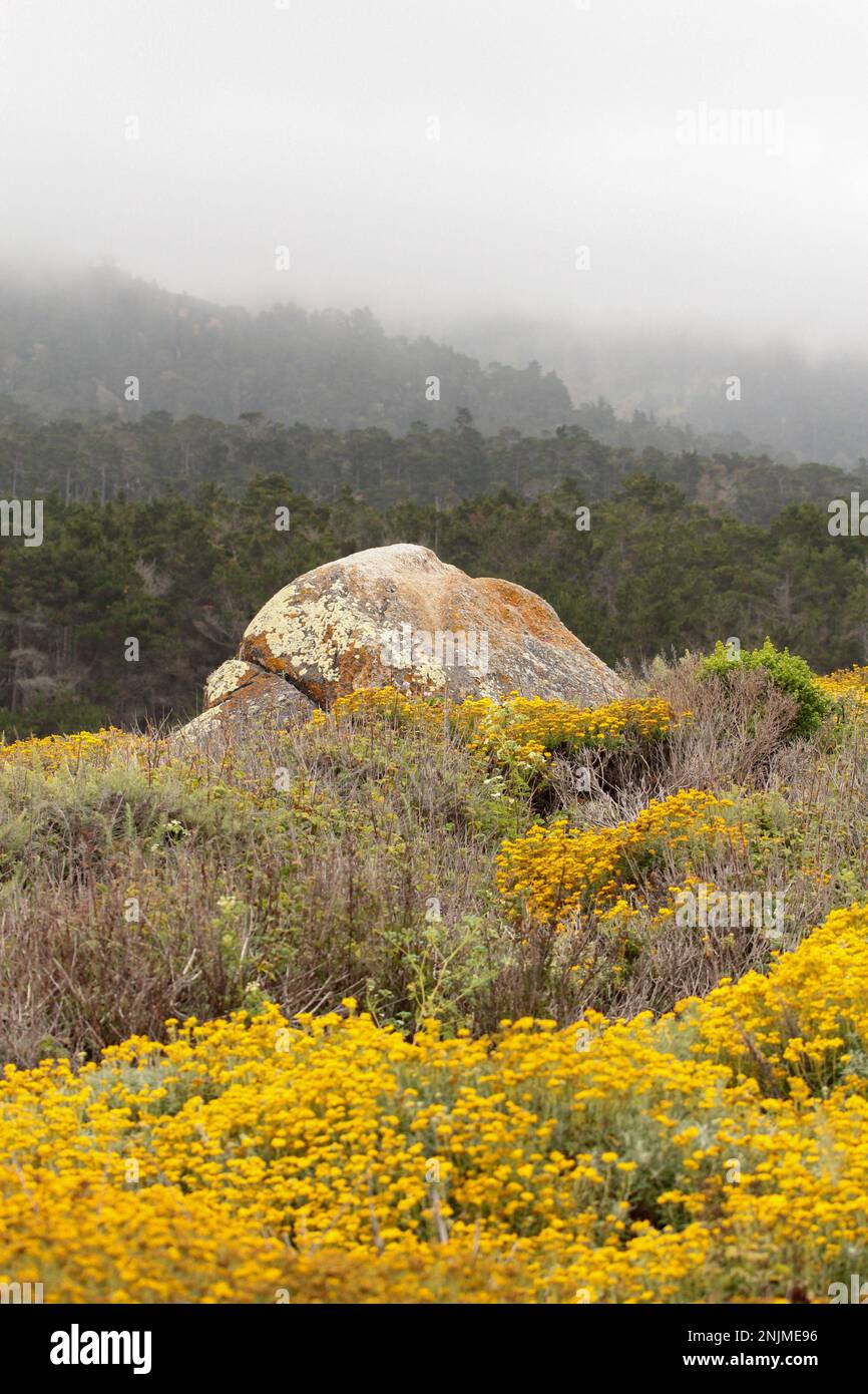 Coastal boulder in blooms Stock Photo - Alamy