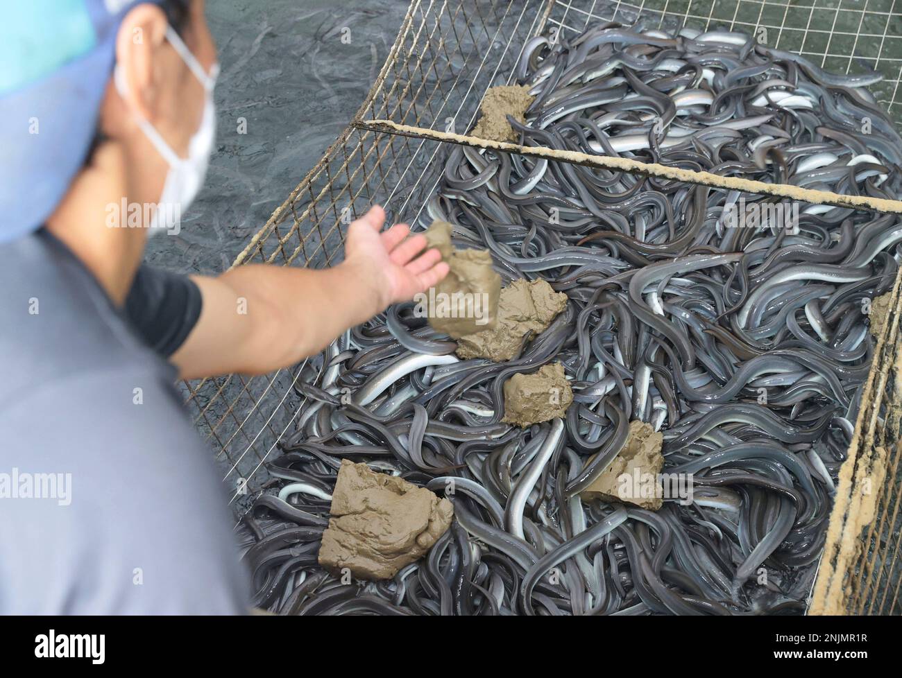 An employee feeds Japanese eels at Yamanaka Suisan, a marine food ...