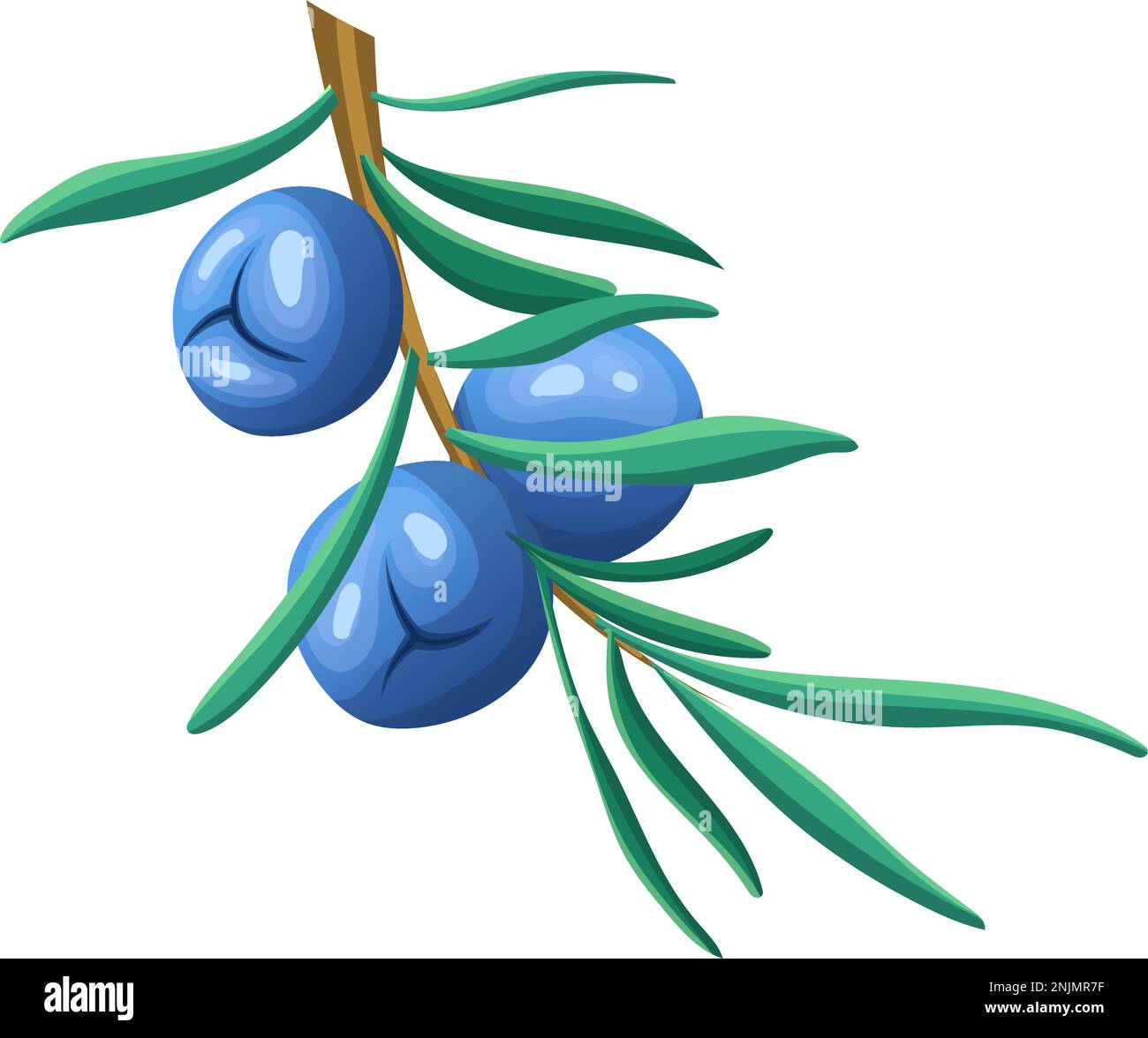 juniper branch cartoon vector illustration color sign Stock Vector ...