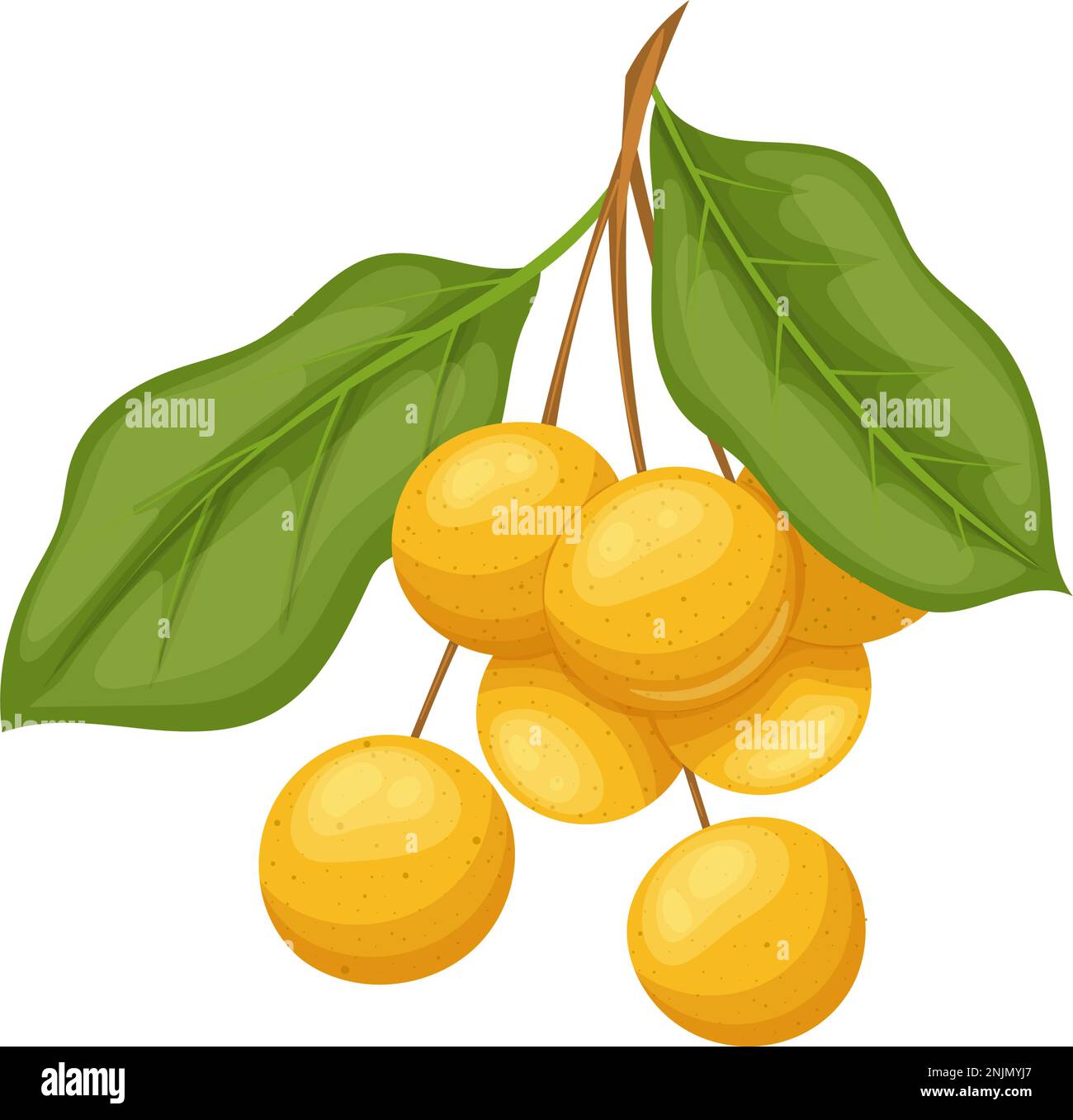 longan branch cartoon vector illustration color sign Stock Vector Image ...