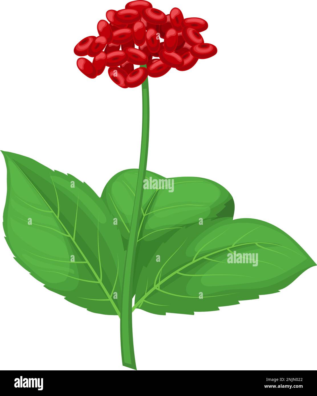 ginseng plant medicine cartoon vector illustration color sign Stock ...