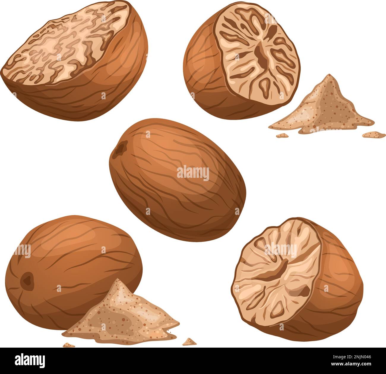 nutmeg food set cartoon vector illustration color sign Stock Vector ...