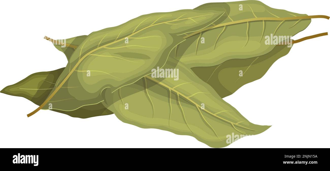 bay leaf plant cartoon vector illustration color sign Stock Vector ...