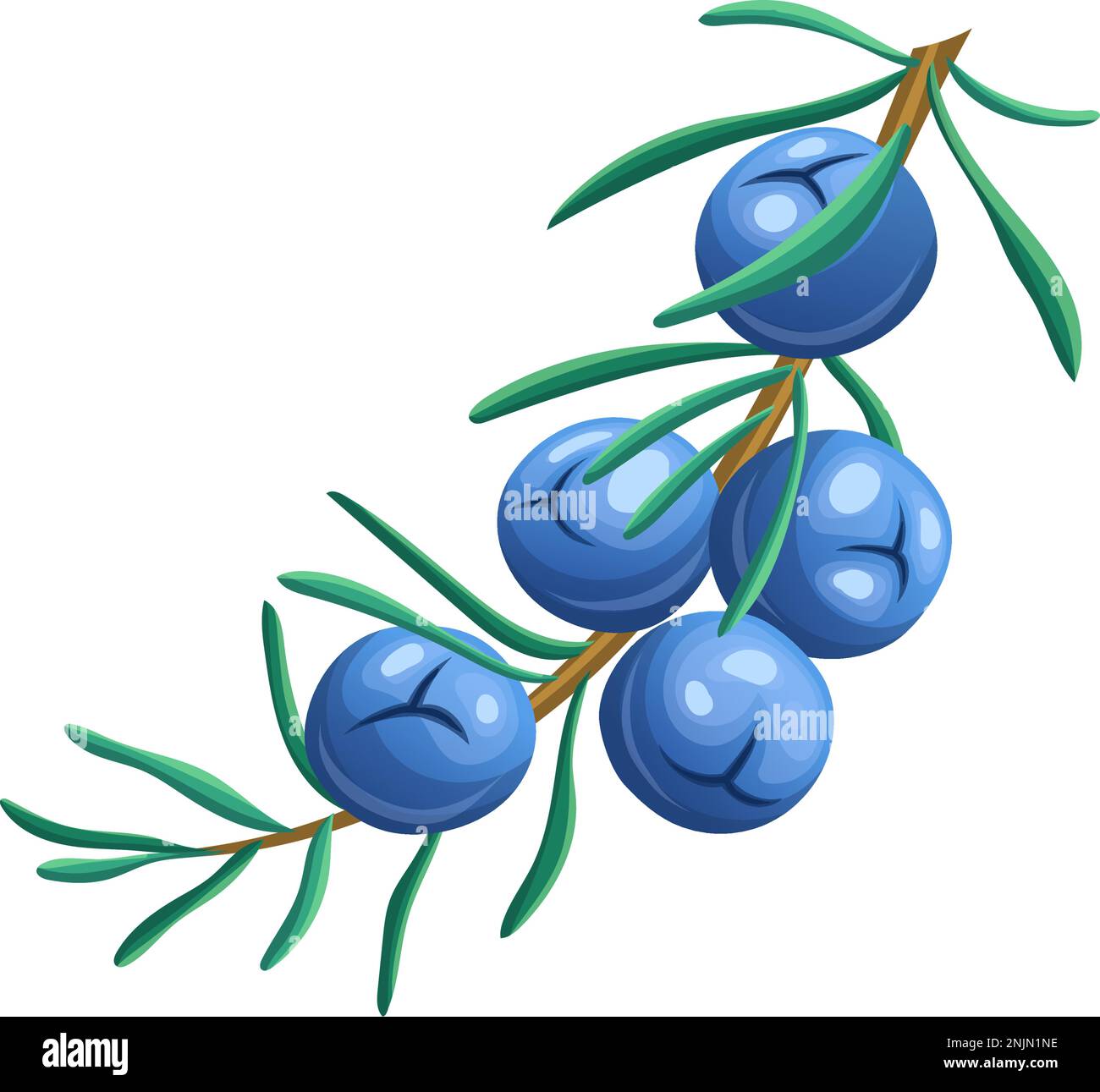 juniper branch cartoon vector illustration color sign Stock Vector ...