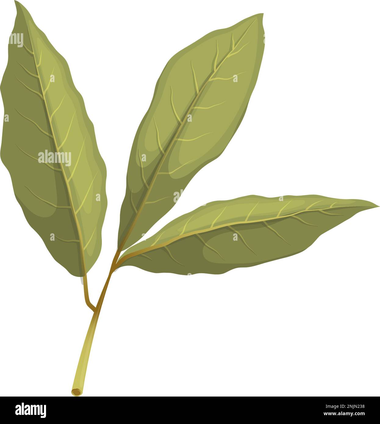 bay leaf herb cartoon vector illustration color sign Stock Vector Image ...