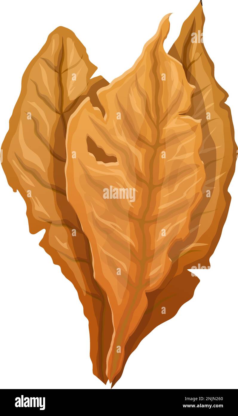 tobacco leaf cartoon vector illustration color sign Stock Vector Image ...