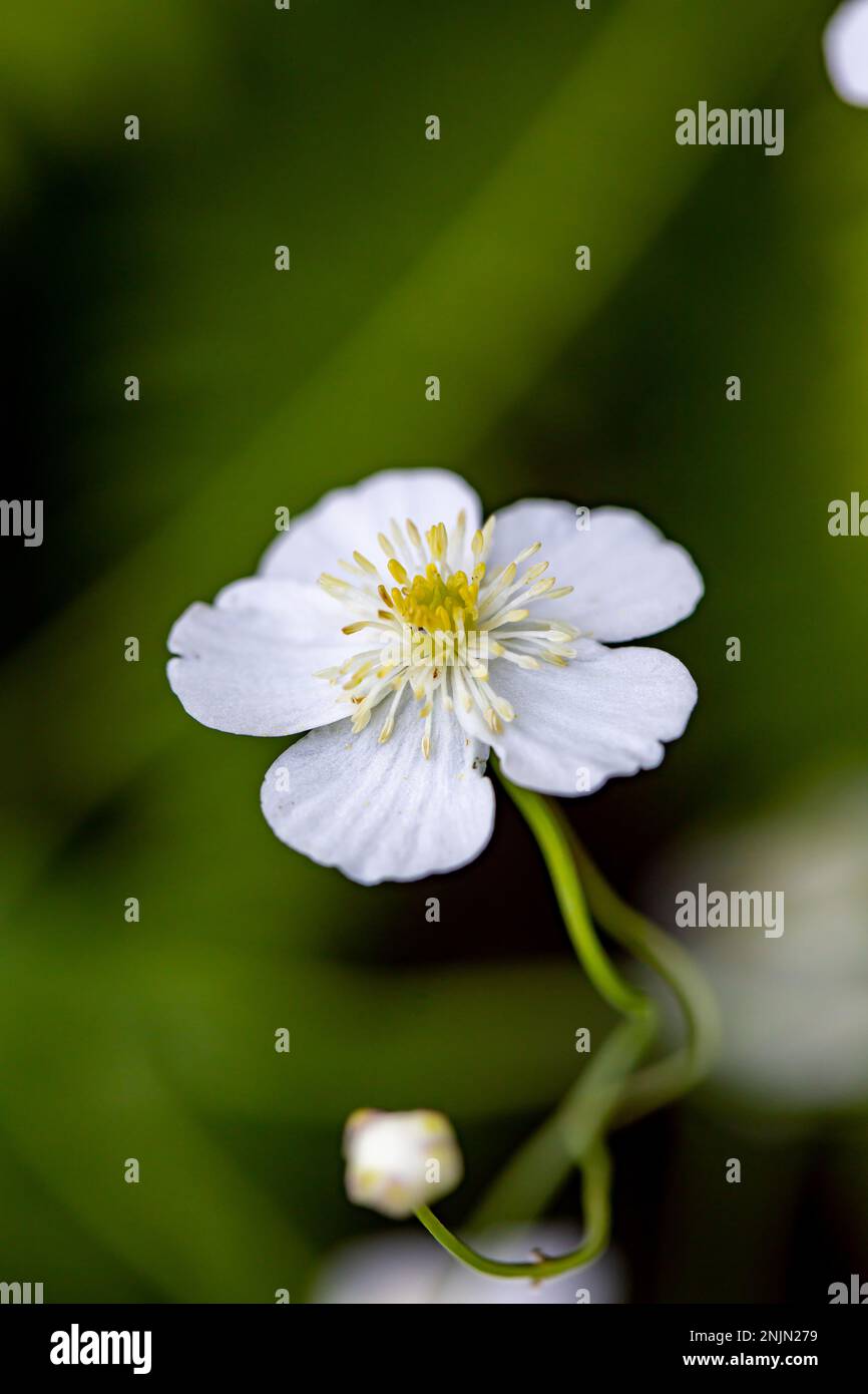 Ranunculus platanifolius growing in mountains Stock Photo - Alamy