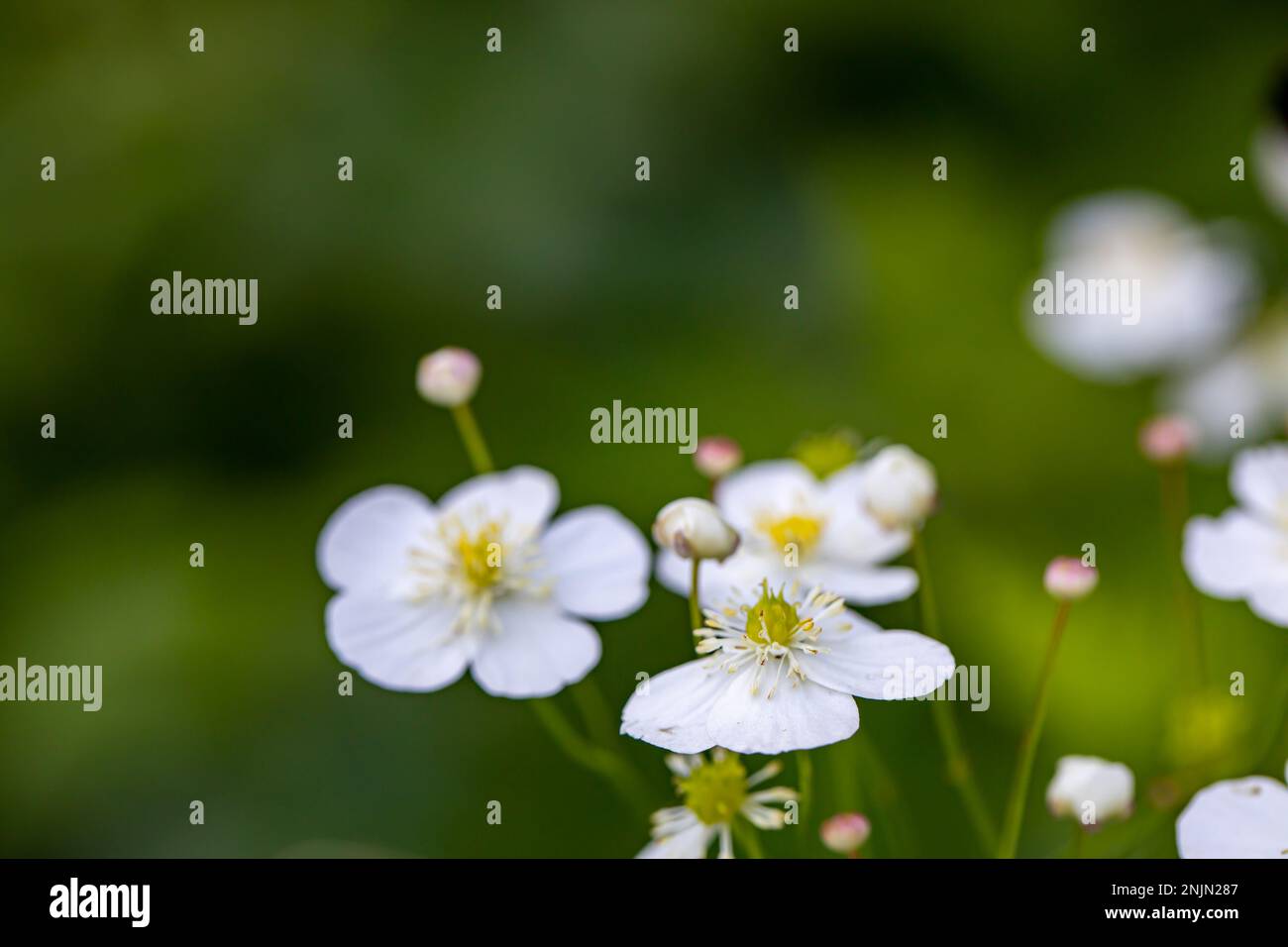 Ranunculus platanifolius growing in mountains Stock Photo - Alamy