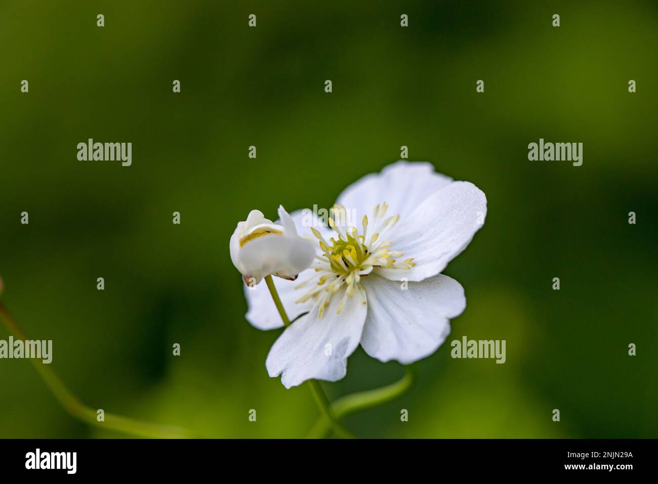 Ranunculus platanifolius growing in mountains Stock Photo - Alamy