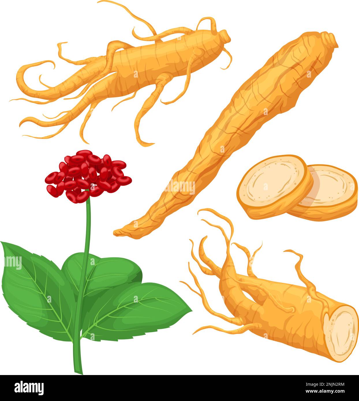 ginseng root set cartoon vector illustration color sign Stock Vector ...