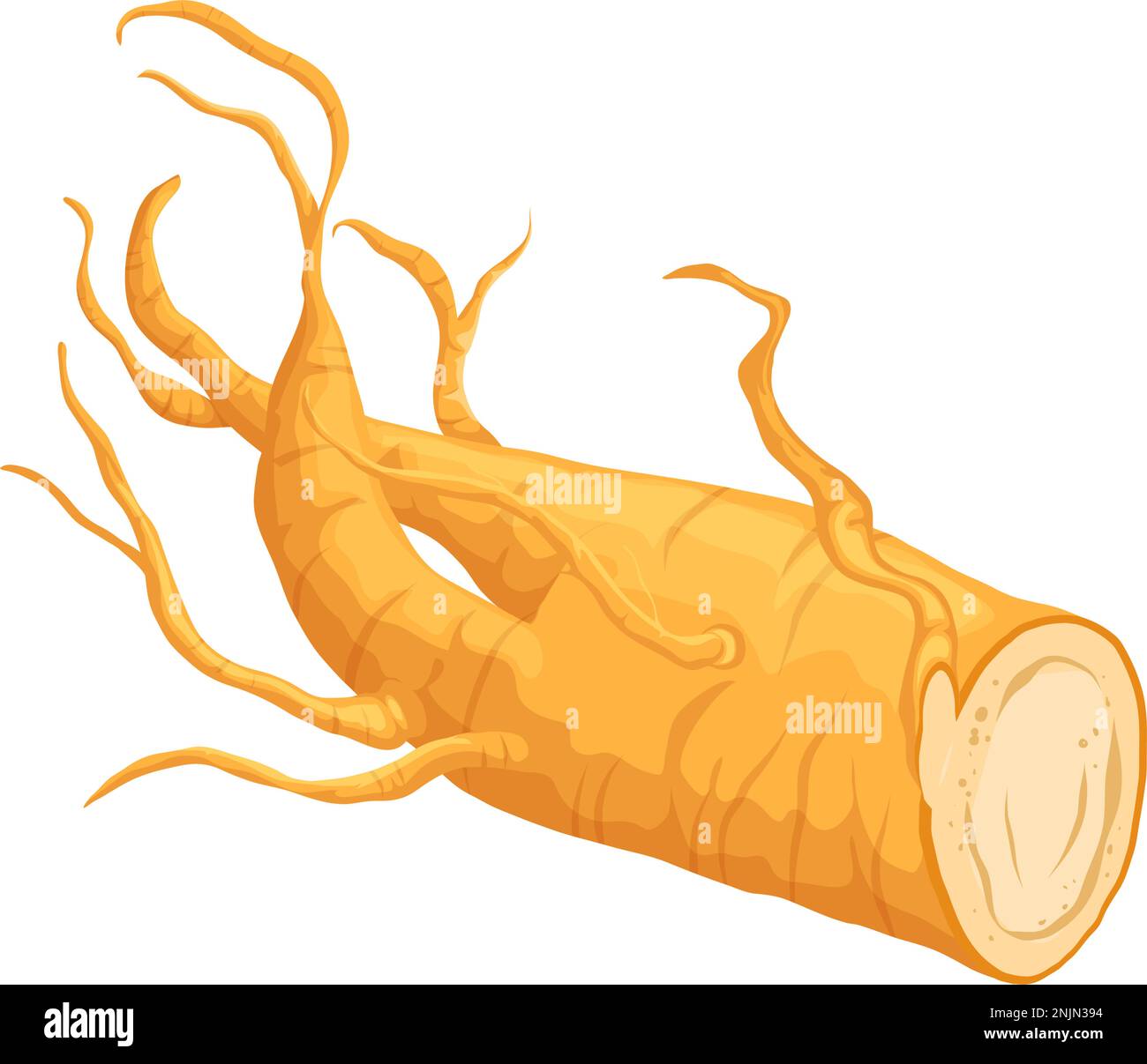 ginseng root medicine cartoon vector illustration color sign Stock ...